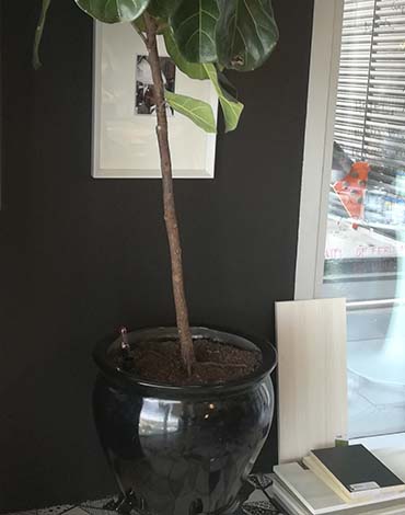 Maceteros tinajas en fibra de vidrio en el color que usted desea, en ...