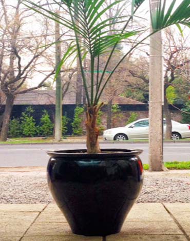 Maceteros tinajas en fibra de vidrio en el color que usted desea, en ...